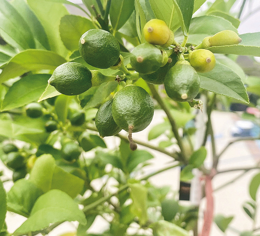 Satsumas ripen through late November, early December | Natchitoches Times