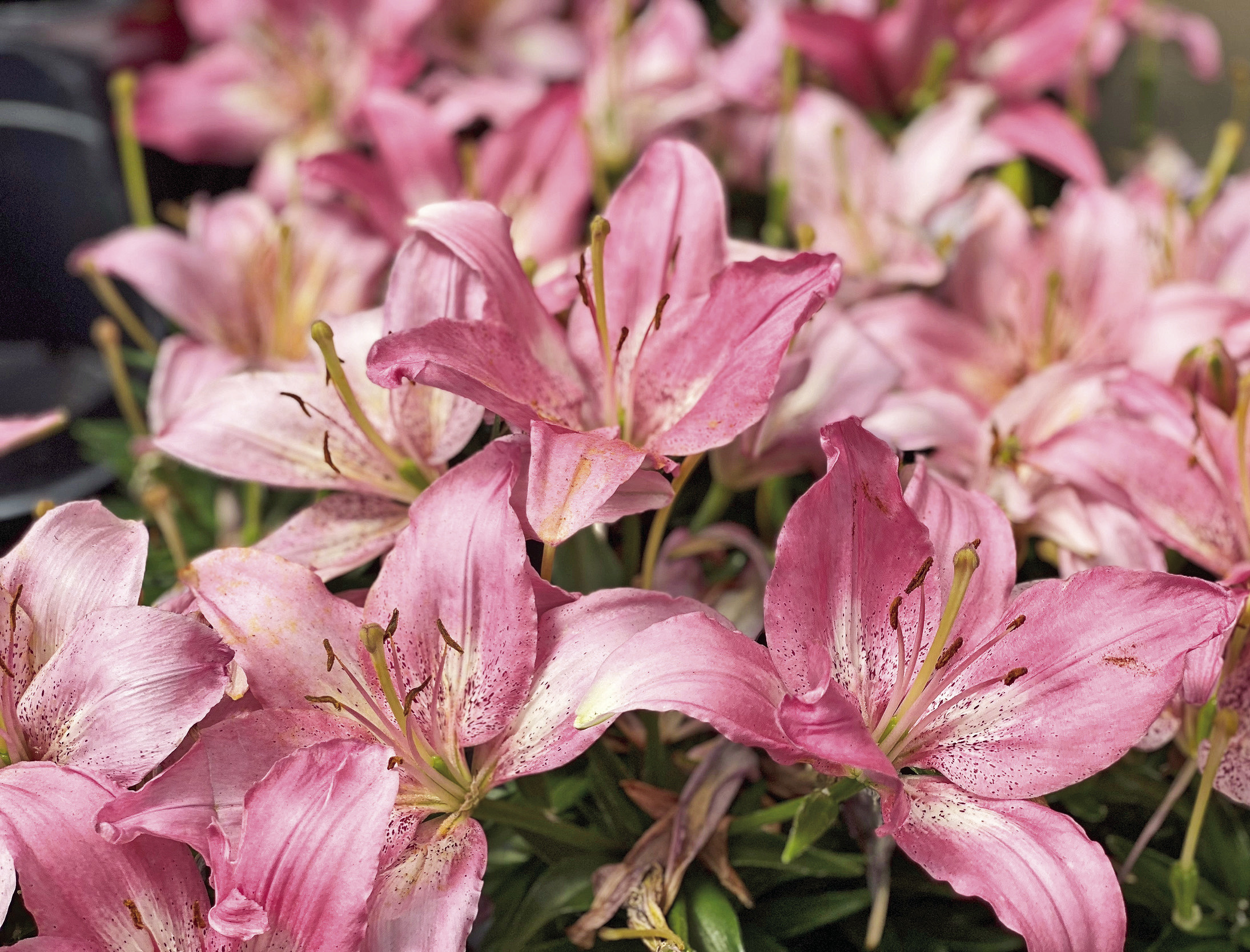 Consider the lilies of the field, how they grow | Natchitoches Times