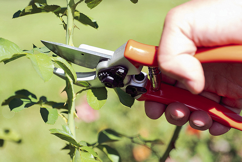 Prune roses soon to reinvigorate plants and promote fall blooms ...