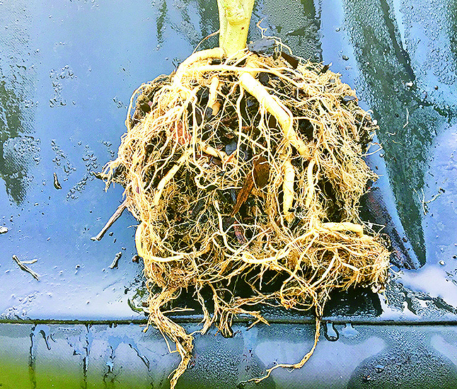 Plant death is often caused by water---too much or too little ...