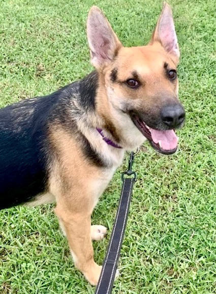 Maybel has pleasing personality, loyalty, intelligence and more ...