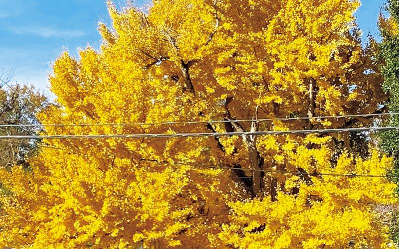 This beautiful tree | Natchitoches Times